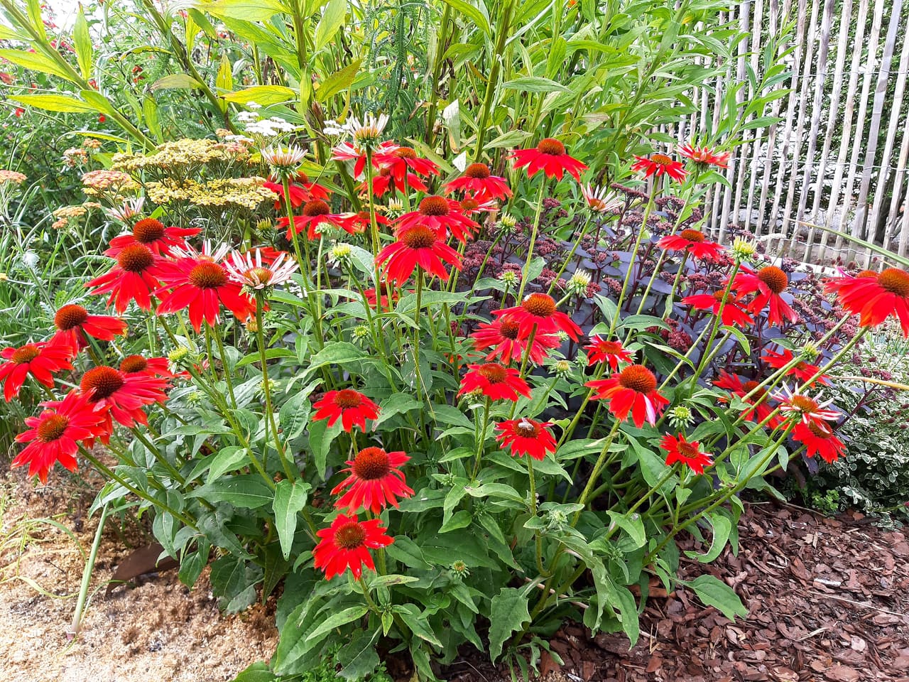 - Plantenkwekerij Sollya